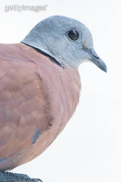 Red Collared Dove, Streptopelia tranquebarica It is a small doves which ...