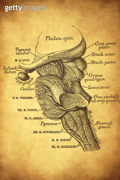 The pons is also called the pons Varolii ("bridge of Varolius ...