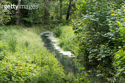 Calm brook flows through a green forest meadow, idyllic nature ...