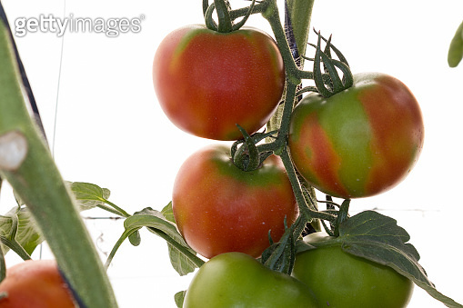 TIR, Tomato irregular ripening: a new physiopathology of tomato 이미지 ...
