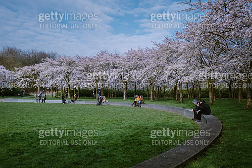 Cherry blossom park translation flower park There are 400 cherry trees ...