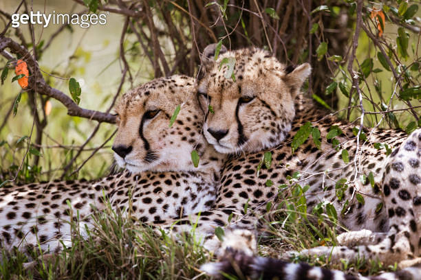 Loving couple of African cheetahs in the wild. (1249982565) - 게티이미지뱅크