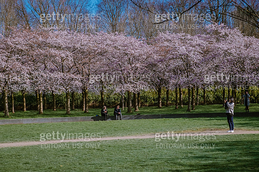 Cherry blossom park translation flower park There are 400 cherry trees ...
