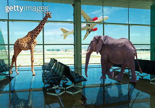 Elephant and giraffe animals stand in airport hall 이미지 (1210297572 ...