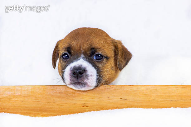 cute muzzle puppy female Jack Russell lies behind a wooden picture ...