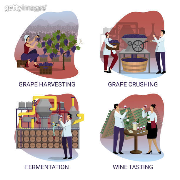 Set of illustrations on the topic of wine production. Stages of industrial winemaking. Stages of ...