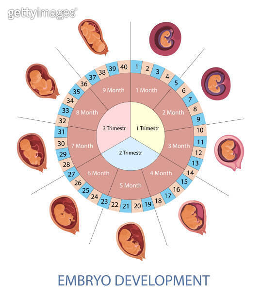 Stages of human embryo development vector infographic. Pregnancy weeks ...