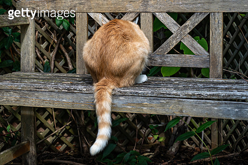 Does my bum look big. Playful cat with head under wooden bench 이미지 ...