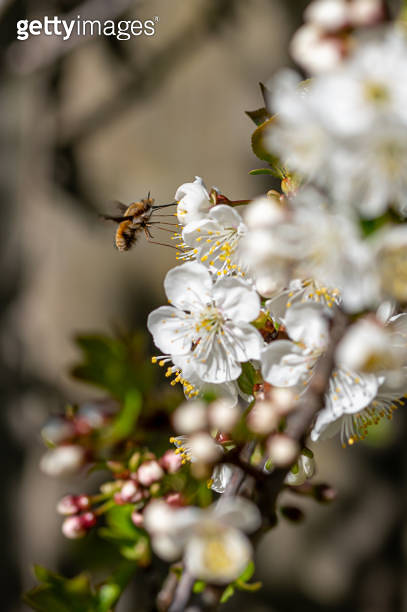 Dark-edged bee-fly, Bombylius major, feeding on cherry blossom. The bee ...