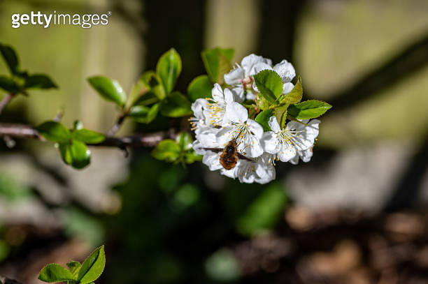 Dark-edged bee-fly, Bombylius major, feeding on cherry blossom. The bee ...