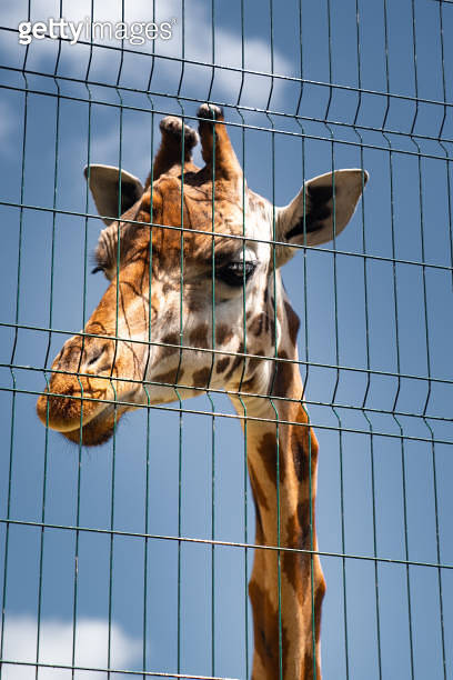 giraffe at zoo behind fence, bars. wild animals in captivity. 이미지 ...