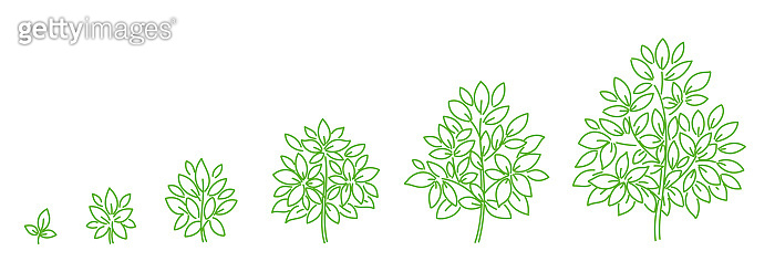 Tree plant growth stages. Development stage. Animation progression ...