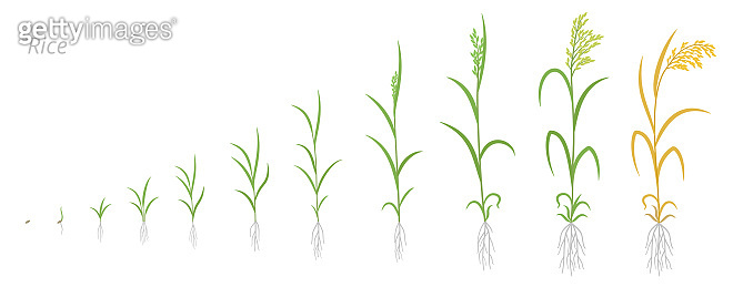 Rice plant growth stages development. Oryza sativa. Cereal grain ...