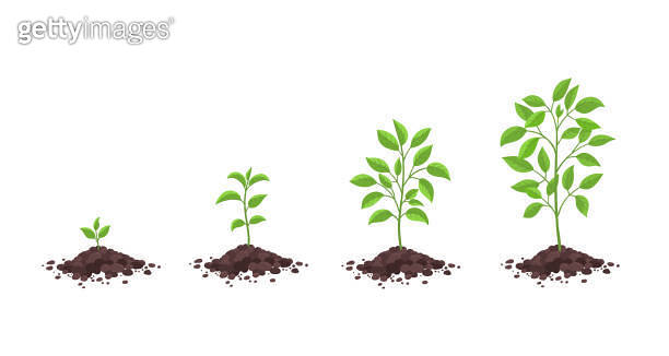 Growth stages diagram. Sprout seedling shoot germination in the pile ...