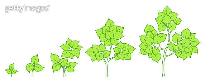 Tree plant growth stages. Development stage. Animation progression ...