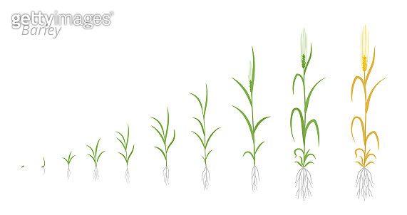 Barley plant growth stages development. Hordeum vulgare. Species major ...