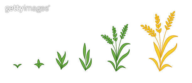 Grain rye plant growth stages. Wheat cereal development. Harvest ...