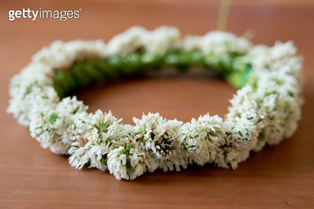 Closeup photo of wild white clover flower crown on desk 이미지 (1224113548 ...