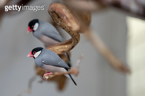 The Java sparrow, Lonchura oryzivora, also known as Java finch, Java ...