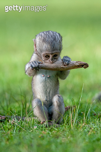 Vervet monkey nibble a branch in the National Reserve of Africa, Kenya ...