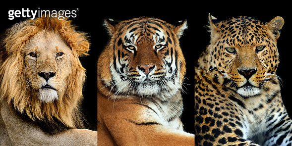 Three big wild cats (leopard, tiger, lion) (1199172221) - 게티이미지뱅크