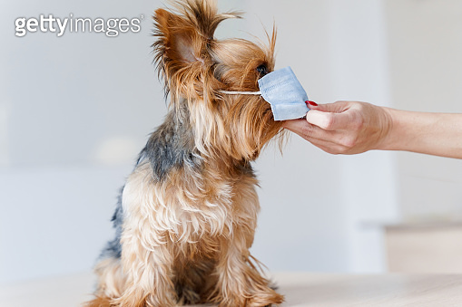 Dog in a surgical medical mask. Put medical mask on cute yorkshire ...