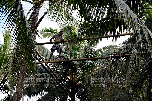 Toddy tapper working bridging on bamboo poles tied high up between ...