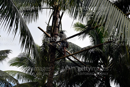 Toddy tapper working collecting coconut sap used in making coconut ...