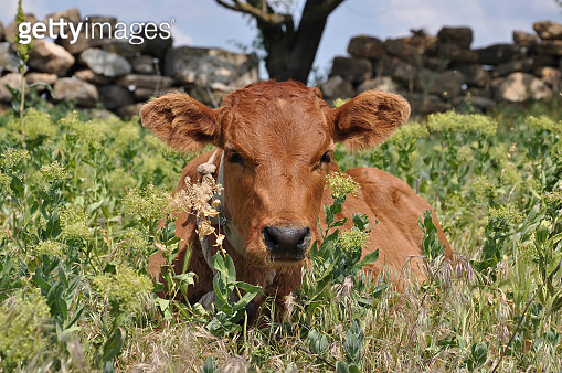 Baby cow with rural landscape background. Cute red calf is laying in ...