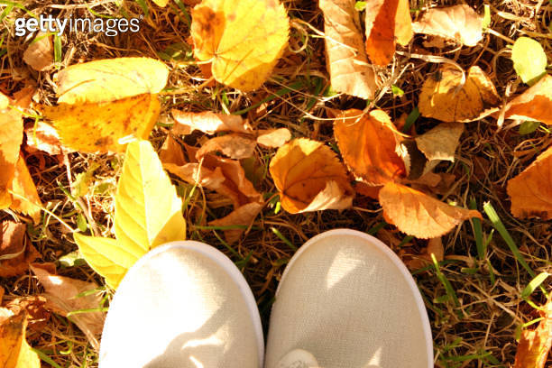 Autumn Sports Shoes Sneakers Gray Colored Against The Background Of