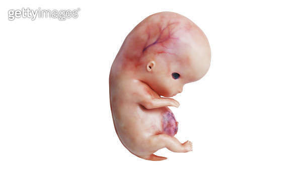 Embryo human fetus unborn, side view (1223398215) - 게티이미지뱅크