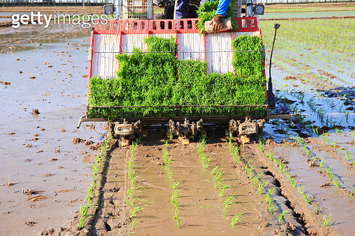 Farmers planting rice in field by using rice planting machine 이미지 ...
