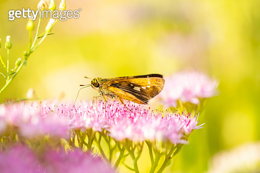 Rice skipper butterfly, A butterfly is on the flower (1279571783) - 게티이미지뱅크
