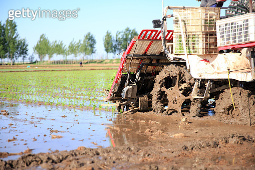 Farmers planting rice in field by using rice planting machine 이미지 ...
