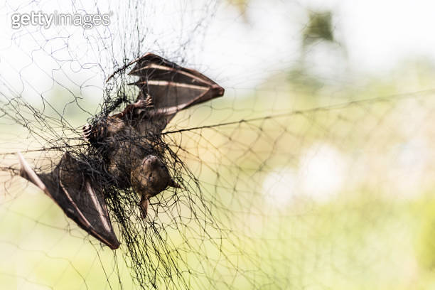 Bat carcasses on the net 이미지 (1199460629) - 게티이미지뱅크