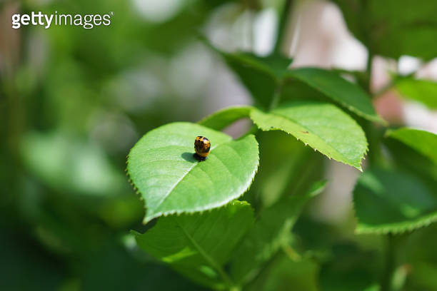Ladybug Baby larva Stages. Pupa, Larvae Stages of Ladybug on plant ...