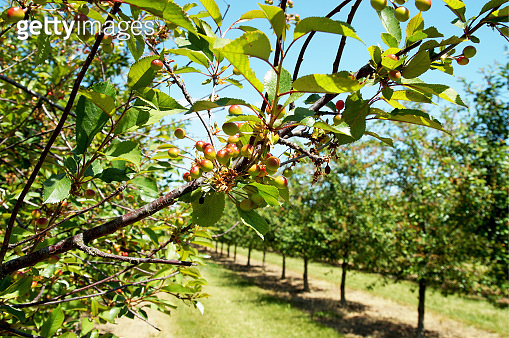 Plum Tree Plantation, Fruits Tree Agriculture field. fresh unripe ...