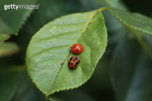 Ladybug Baby larva Stages. Pupa, Larvae Stages of Ladybug on plant ...