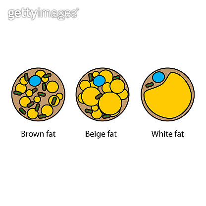 Brown Beige And White Fat Cells icon 이미지 (1220358912) - 게티이미지뱅크