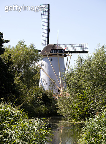 A small Dutch windmill along a pond with green plants in Schiedam The ...