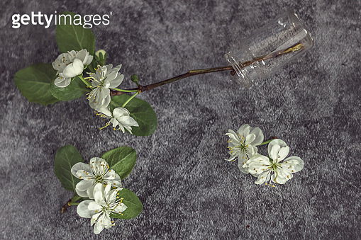 Overturned vase with blossoming cherry tree branch against dark ...