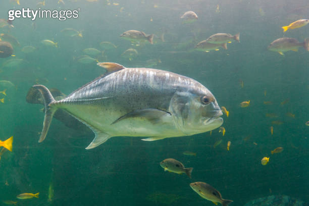 Underwater photo of a big fish. Sea fish Big fish Fish herd nature ...