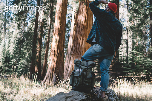 Back view of male explorer standing near touristic backpack in redwood ...