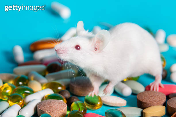 A live white laboratory experimental mouse sits on pills.Concept ...