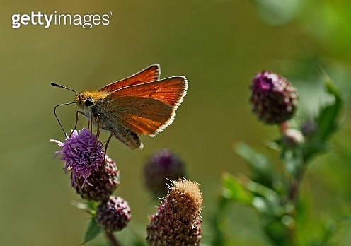 Butterfly, Rust-colored butterfly ,Ochlodes sylvanus, on thistle 이미지 ...