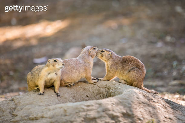 A family of prairie black-tailed dogs. Two Prairie dogs hug and kiss ...