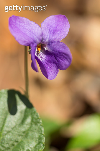 Wood violet (Viola odorata) or sweet violet, English violet, common or ...