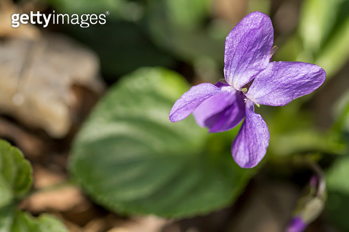 Wood violet (Viola odorata) or sweet violet, English violet, common or ...