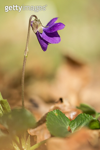 Wood violet (Viola odorata) or sweet violet, English violet, common or ...