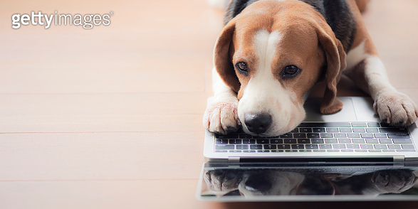 funny Beagle dog looks at the laptop screen and keeps his paws on the ...